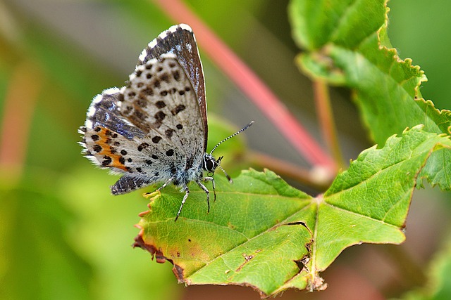 Buttercup Butterfly - Free photo on Pixabay - Pixabay