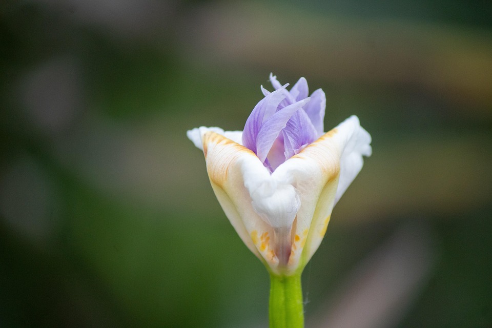 Bunga-Bunga Mekar Musim Semi - Foto gratis di Pixabay