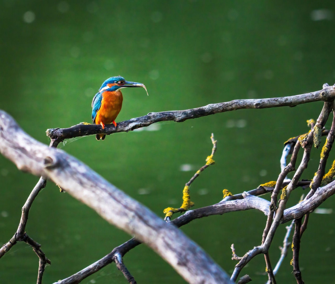 Kingfisher Bird Animal - Free photo on Pixabay - Pixabay