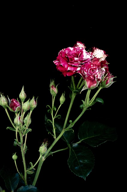 Bunga-Bunga Mawar Kuncup - Foto gratis di Pixabay