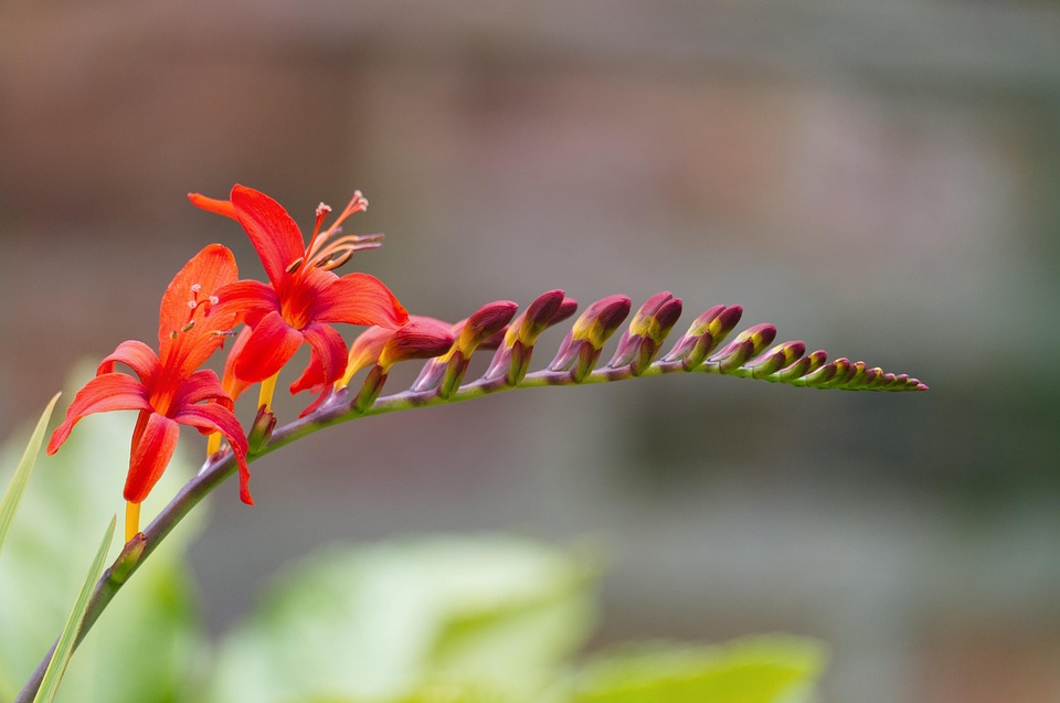 Flowers Nature Coppertips - Free photo on Pixabay - Pixabay