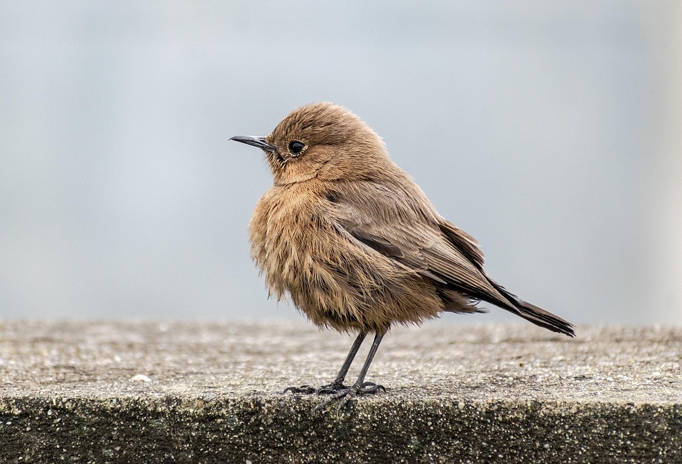 Bird Small Avian - Free photo on Pixabay