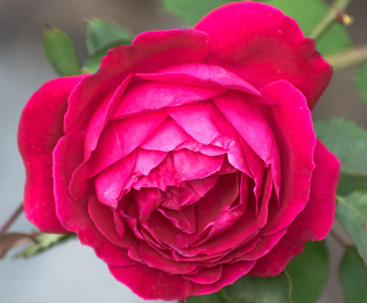 Rose Pinke Blume - Kostenloses Foto auf Pixabay - Pixabay