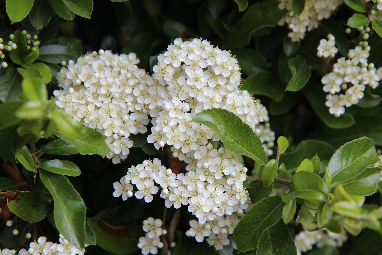 Flowers Bloom Blossom - Free photo on Pixabay