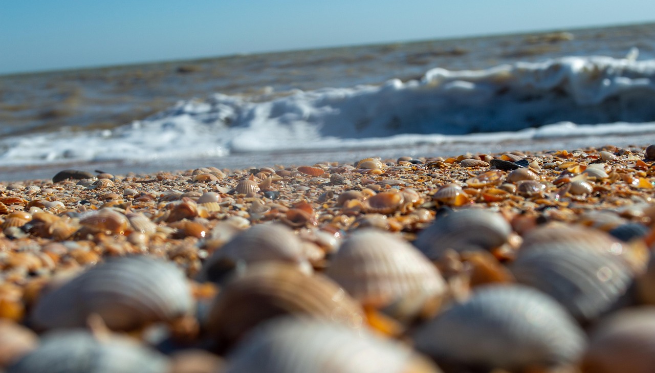 Coquillages Plage De - Photo gratuite sur Pixabay - Pixabay