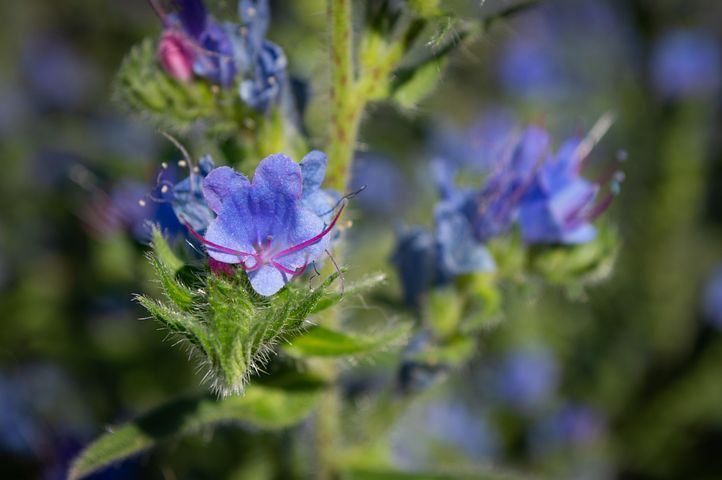 60+ Free Steppe Flower & Steppe Images - Pixabay