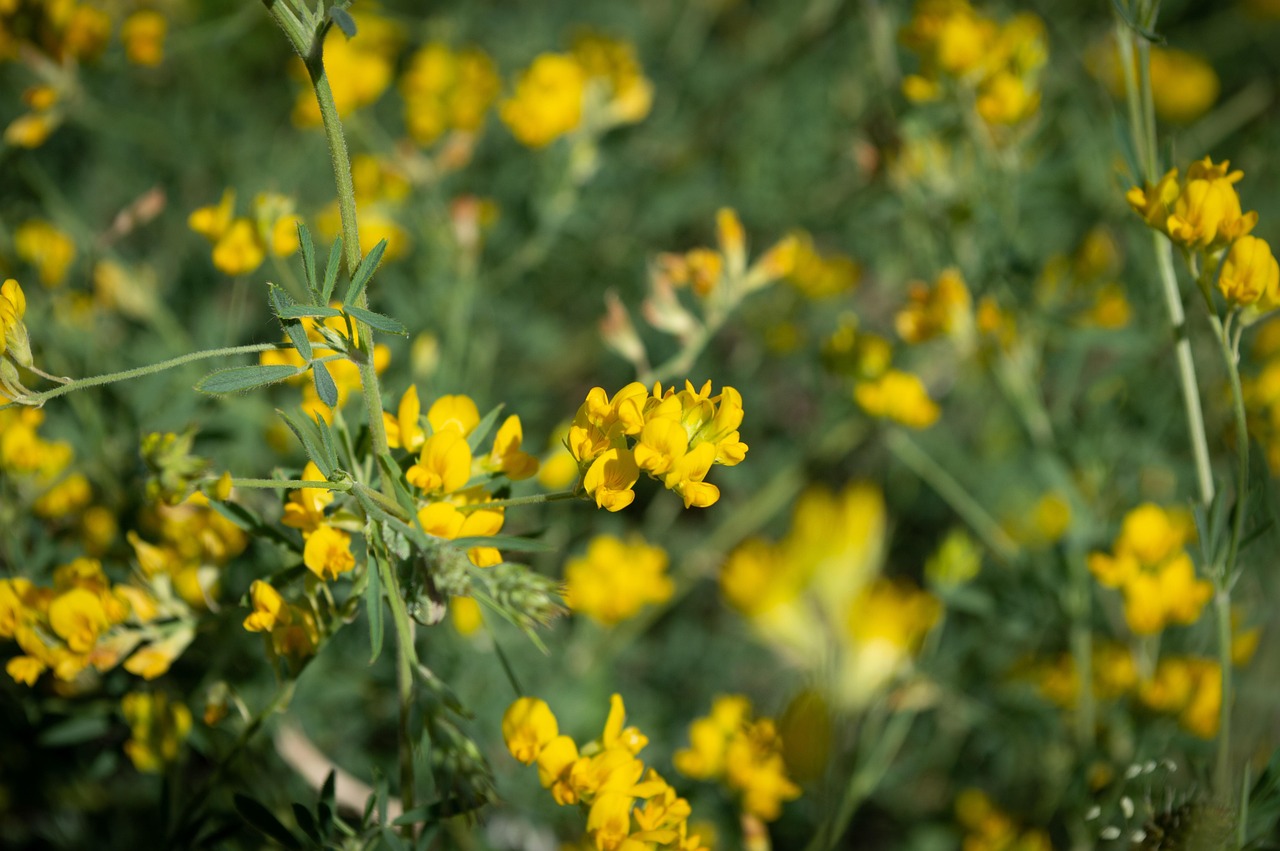 60+ Free Steppe Flower & Steppe Images - Pixabay