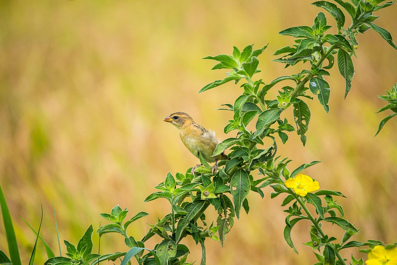 Bird Green Wildlife - Free photo on Pixabay - Pixabay