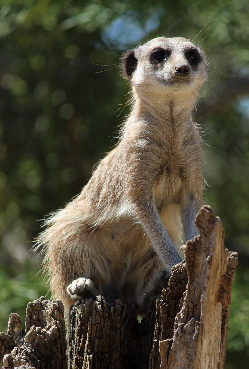 Animal Suricate Zoo - Photo gratuite sur Pixabay - Pixabay