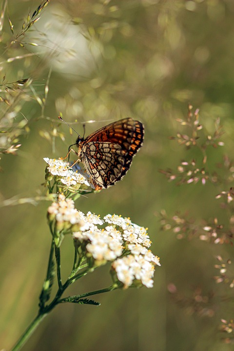 Heath Fritillary Butterfly Insect - Free photo on Pixabay - Pixabay