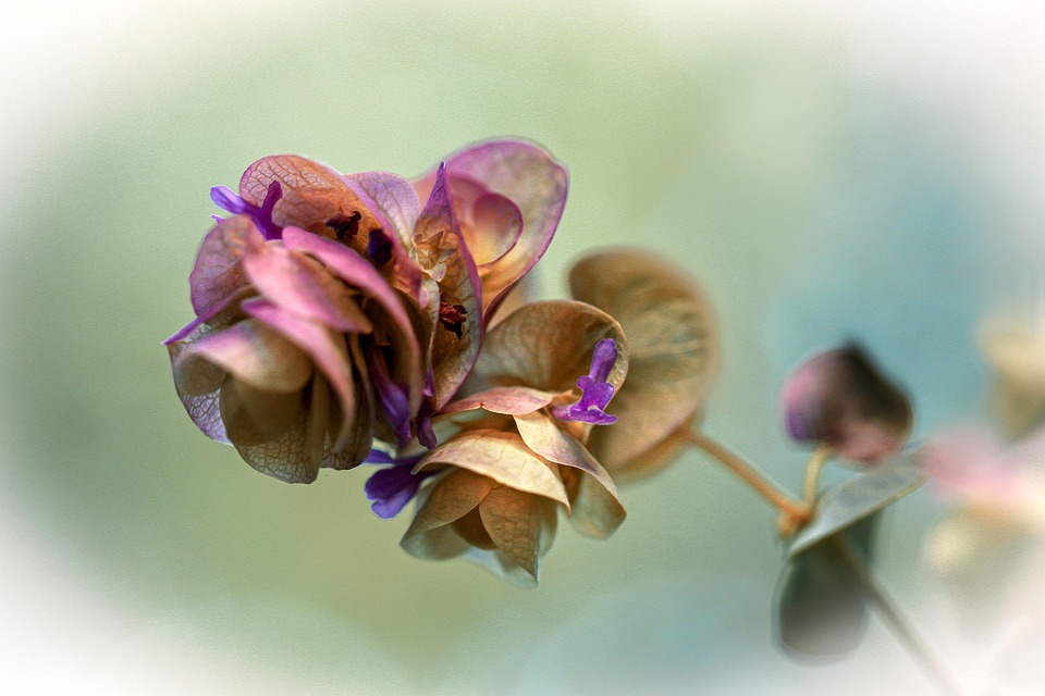 Oregano Flowers Plant - Free photo on Pixabay