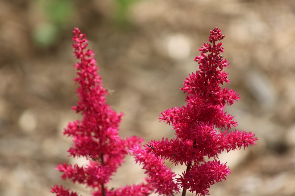 Flower Botany Bloom - Free photo on Pixabay - Pixabay