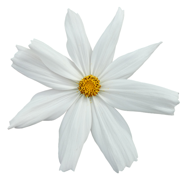 Download Flower, White, Cosmos. Royalty-Free Stock Illustration Image ...