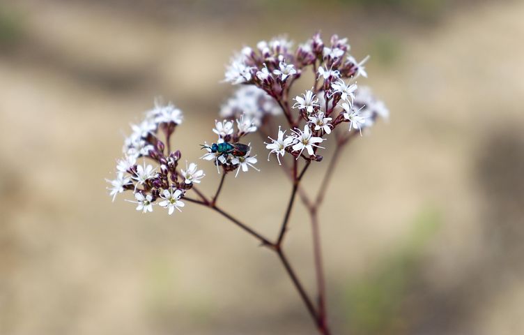 100+ Free Gypsum & Nature Photos - Pixabay