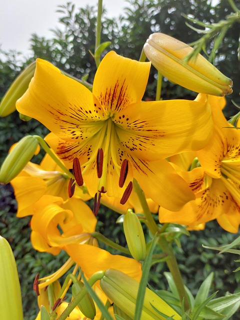 Bunga Lili Kuning Oker Serbuk - Foto gratis di Pixabay