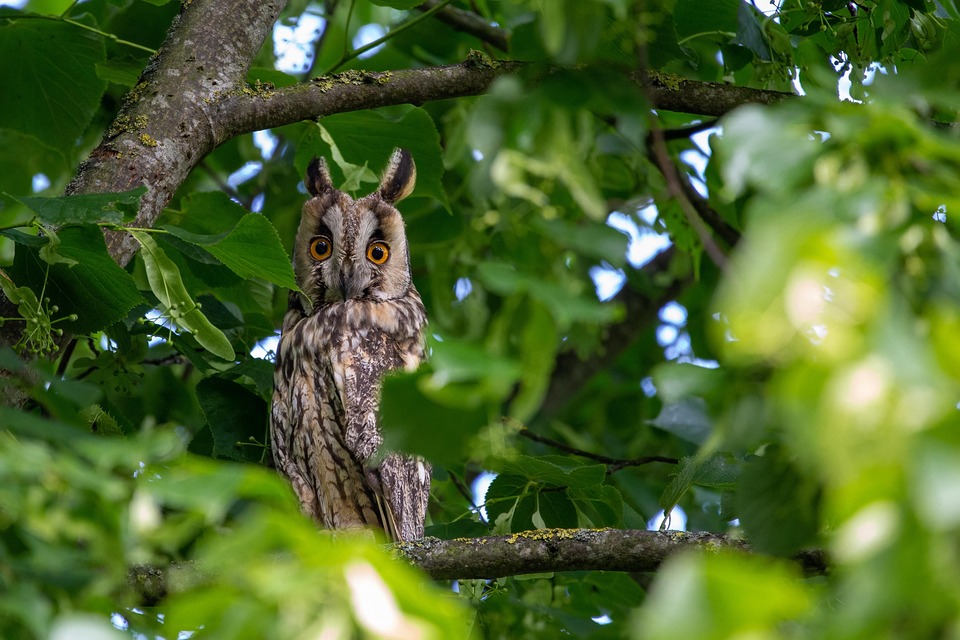 Hibou Moyen-Duc Oiseau - Photo gratuite sur Pixabay