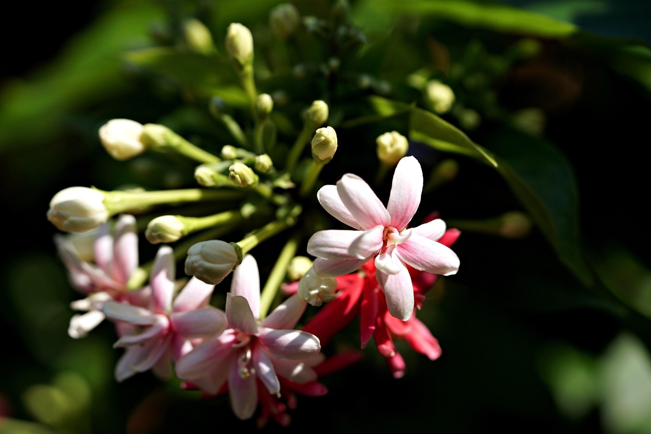 Chinese Honey Suckle Flower Flora - Free photo on Pixabay