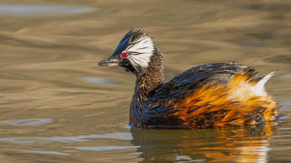 Waterfowl Ducks Birds - Free photo on Pixabay