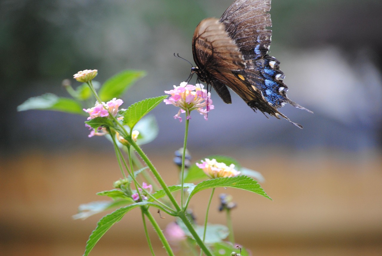Butterfly Summer Insects - Free photo on Pixabay - Pixabay