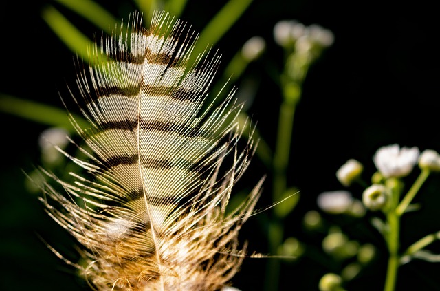 La Plume Plumage Nature - Photo gratuite sur Pixabay - Pixabay