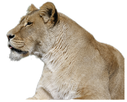 20+ Free Female Lion & Lion Illustrations - Pixabay