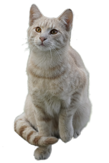 Download Cat, Transparent, Pet. Royalty-Free Stock Illustration Image ...
