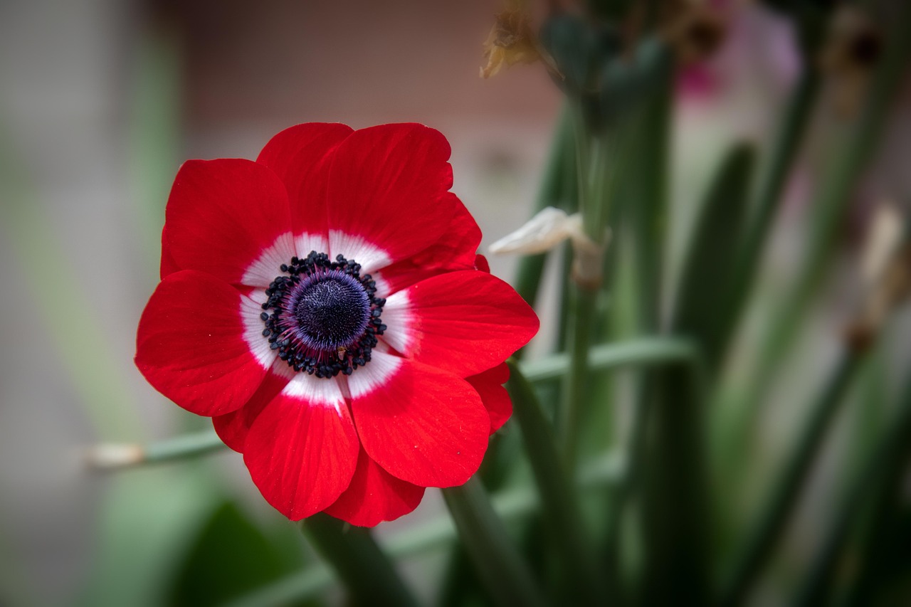 Anêmona De Papoula Flor Planta - Foto gratuita no Pixabay - Pixabay
