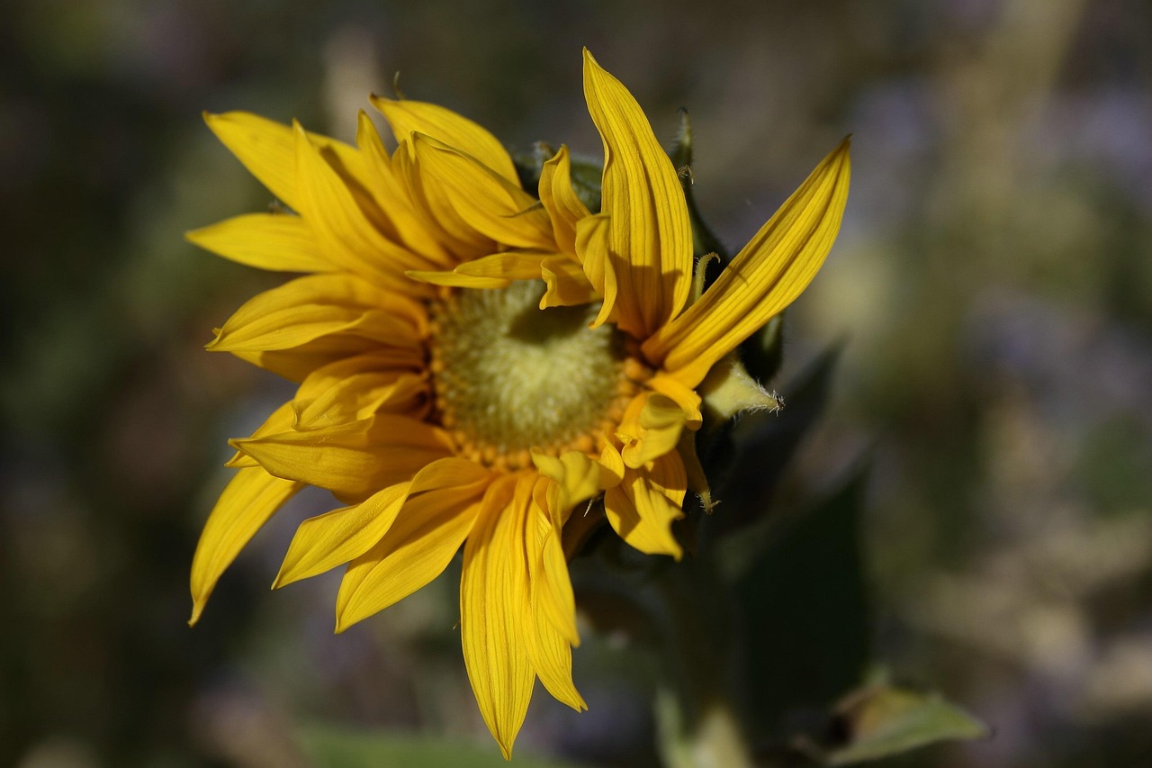Sunflower Blooming - Free photo on Pixabay - Pixabay