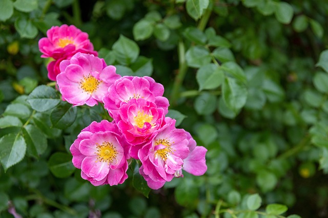 Flowers Petals Roses - Free photo on Pixabay - Pixabay