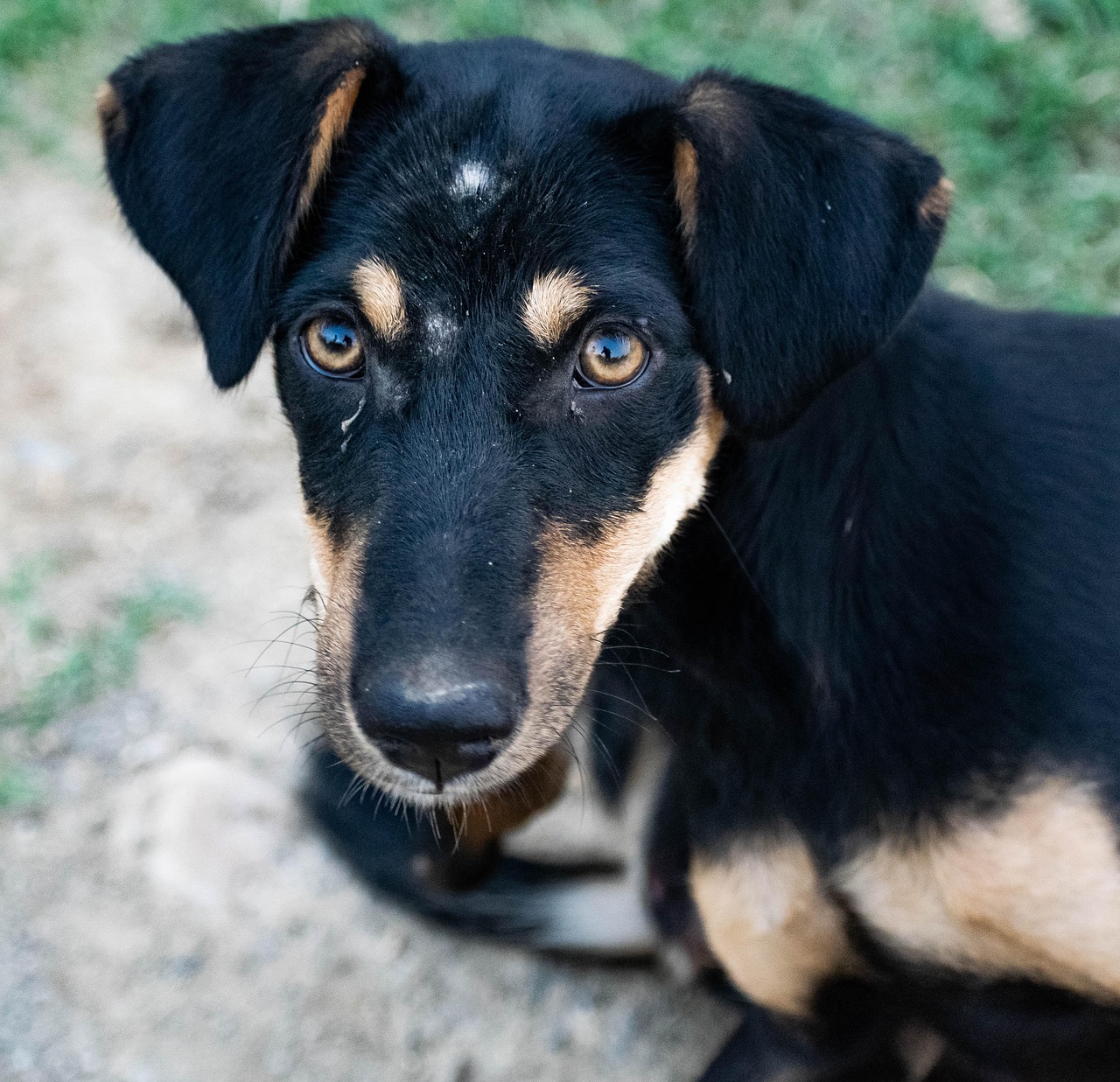 Perro Mascota Animal - Foto gratis en Pixabay - Pixabay