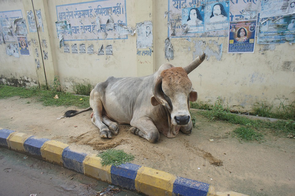 India Toro Vaca - Foto gratis en Pixabay - Pixabay