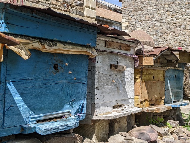 Les Abeilles Ruche Daghestan - Photo gratuite sur Pixabay - Pixabay