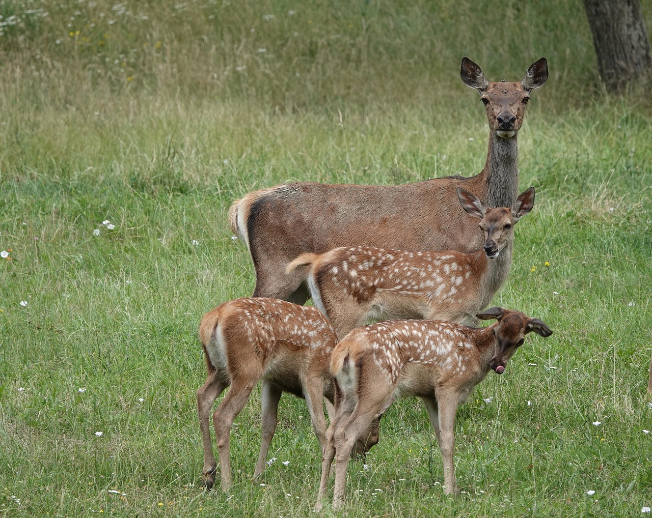 Doe Red Deer Damm Wild - Free photo on Pixabay - Pixabay