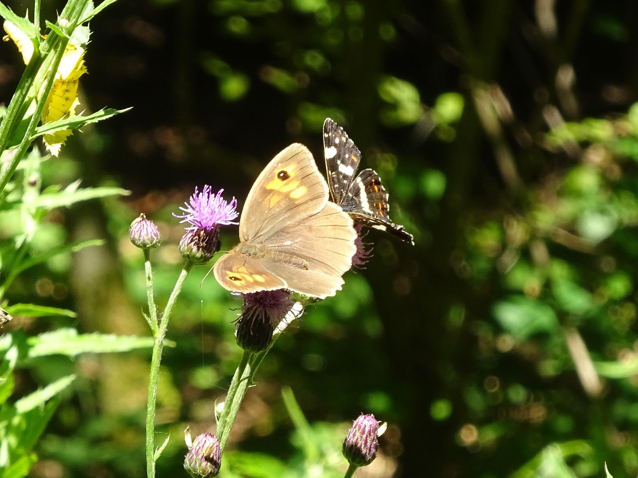 Butterfly Nature Forest - Free photo on Pixabay - Pixabay