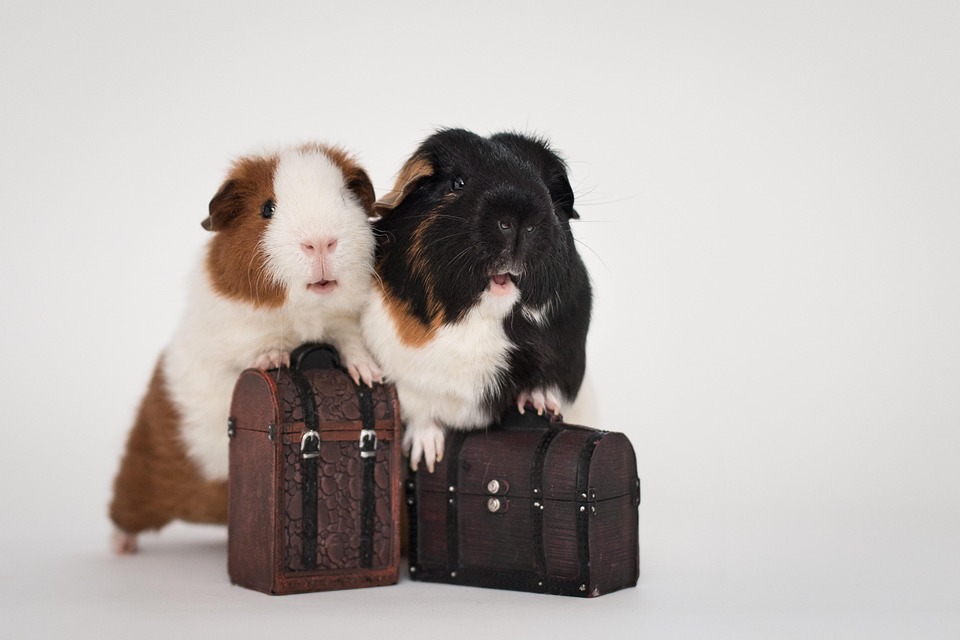 Cavia Caviidae Guinea Pig - Free photo on Pixabay