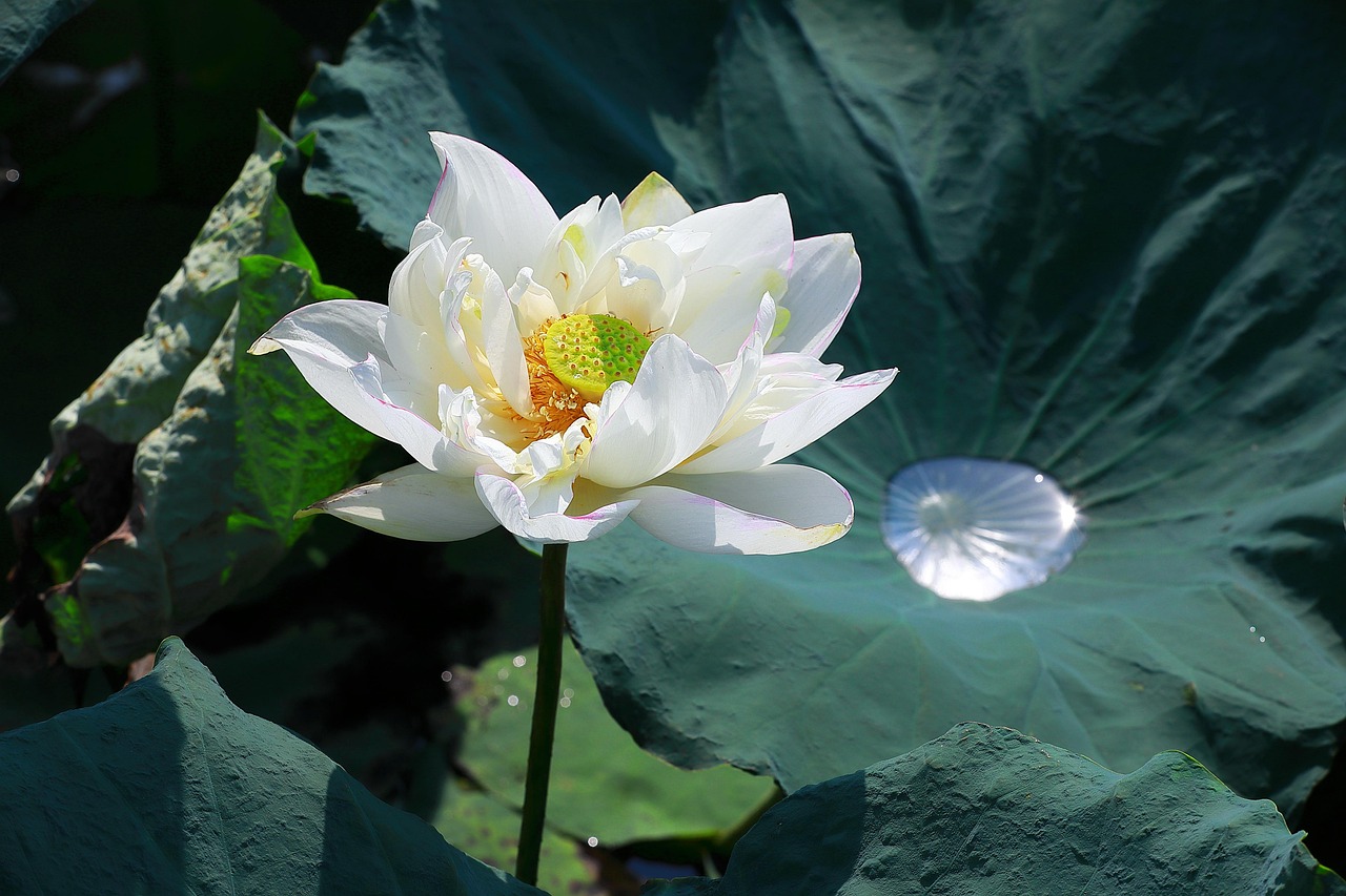 Lotus Flower Flowering - Free photo on Pixabay - Pixabay