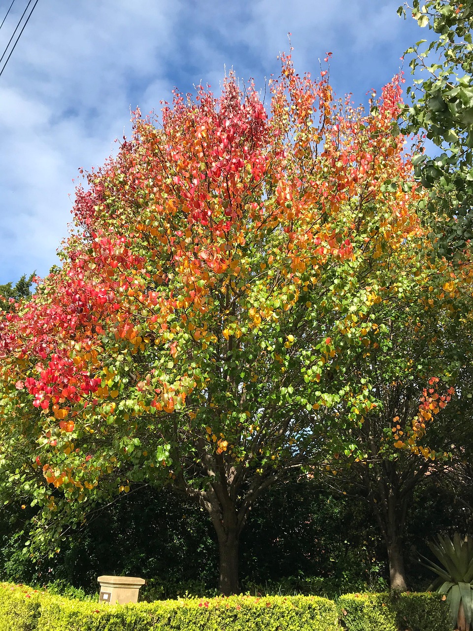 Autumn Tree - Free photo on Pixabay - Pixabay