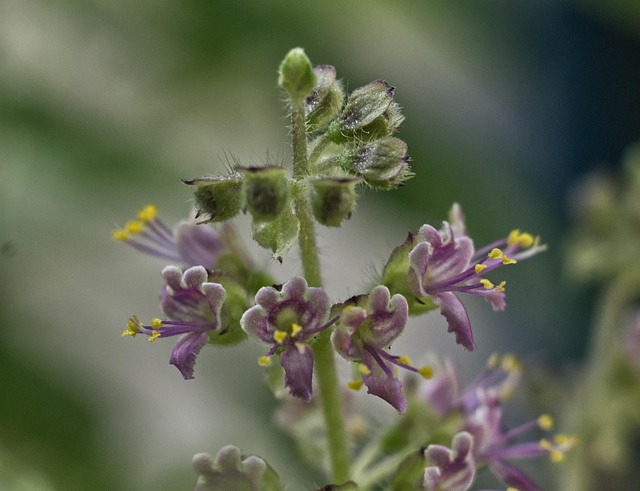 Tulsi Bunga-Bunga Makro - Foto gratis di Pixabay - Pixabay
