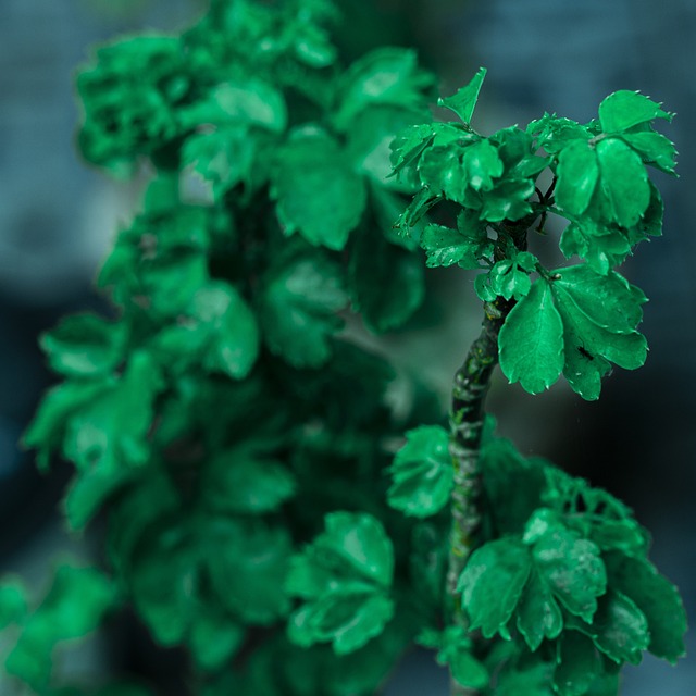 Nature Plant Verde - Free photo on Pixabay - Pixabay