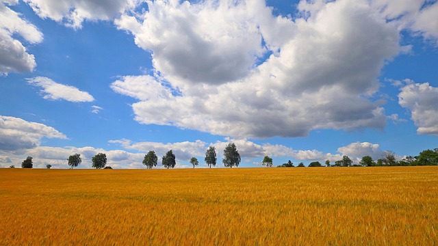 Harvest Field Crops - Free photo on Pixabay
