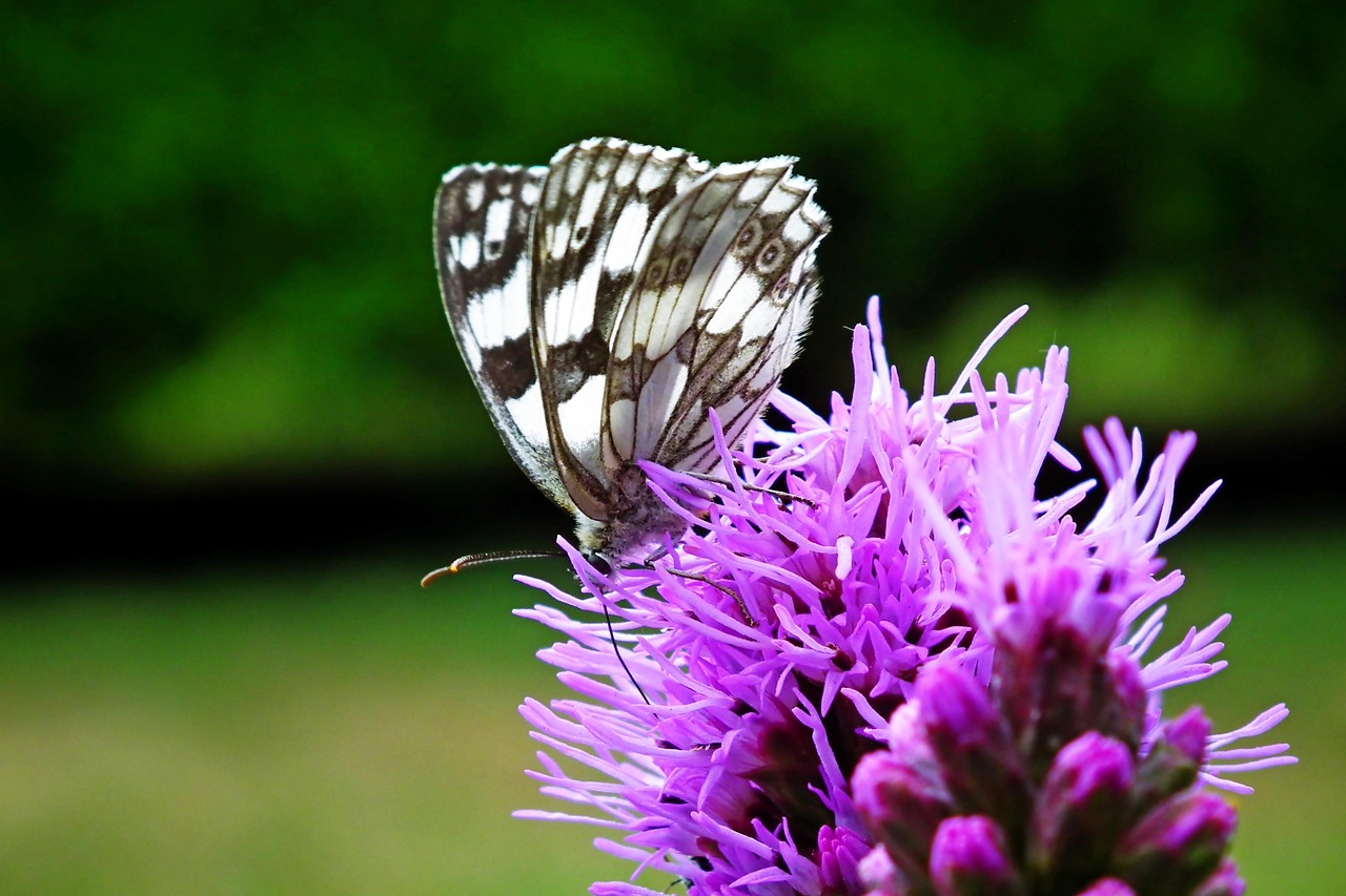 Papillon Insecte Fleur - Photo gratuite sur Pixabay - Pixabay