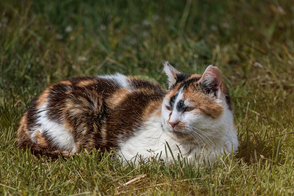 Cat Multicolore Animal - Photo gratuite sur Pixabay