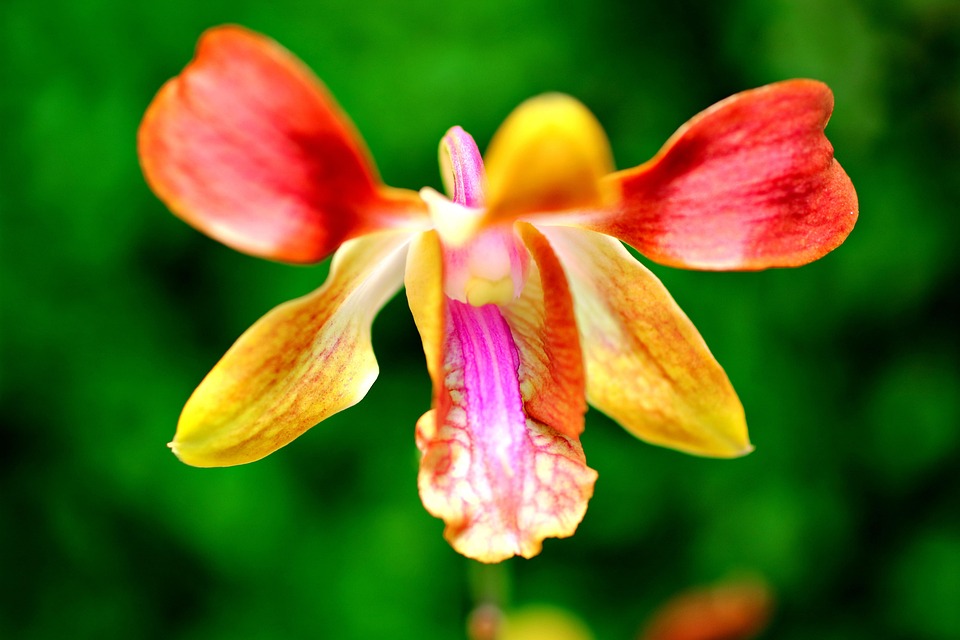 Dendrobium Flower Flora - Free photo on Pixabay - Pixabay