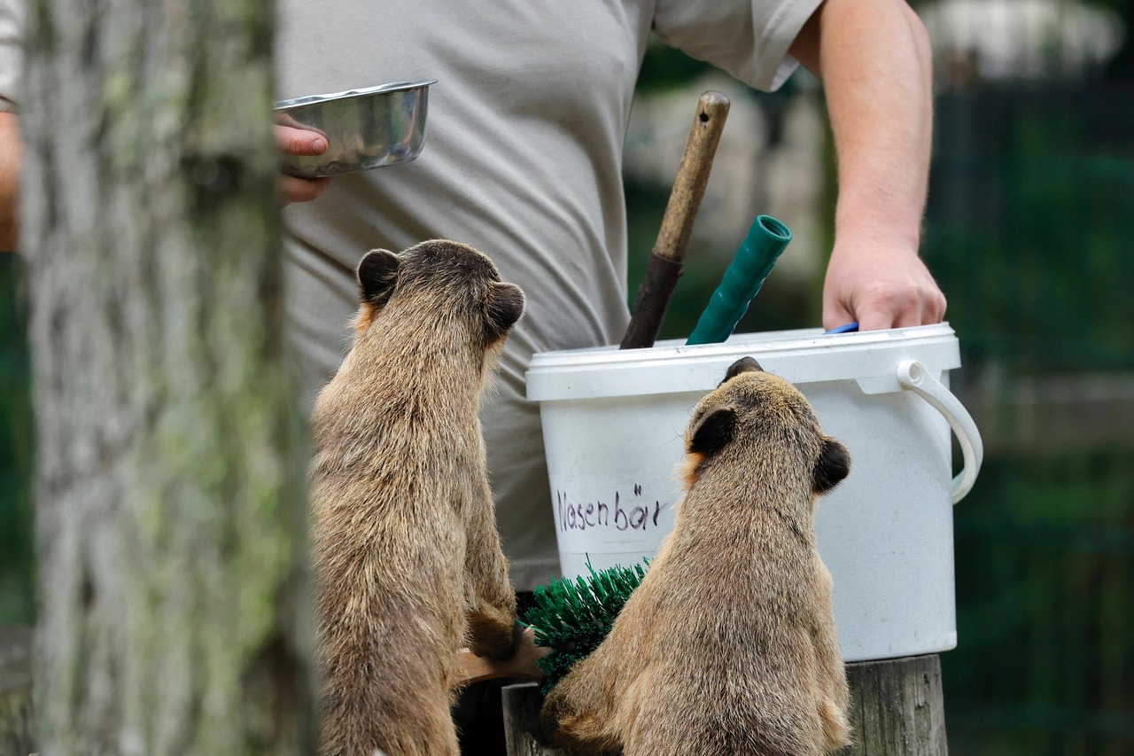 Coati Feeding Animal - Free photo on Pixabay