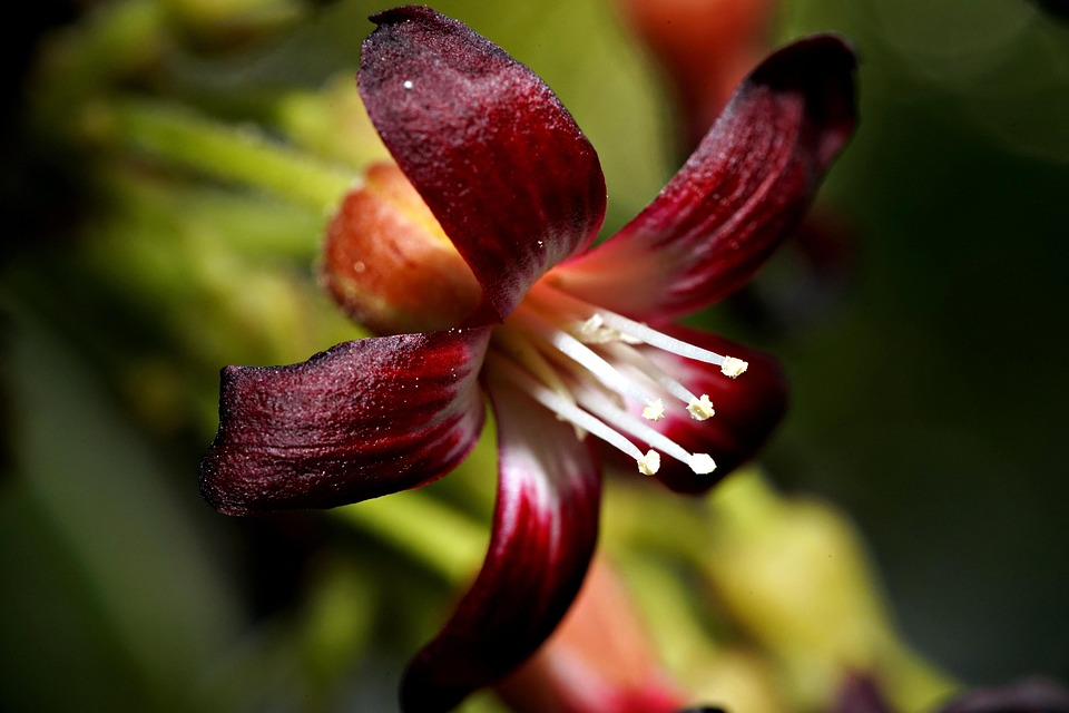 Avverhoa Bilimbi Flower Flora - Free photo on Pixabay - Pixabay