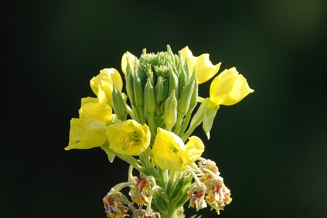 Wildblumen Wiesenblumen Flora - Kostenloses Foto auf Pixabay - Pixabay