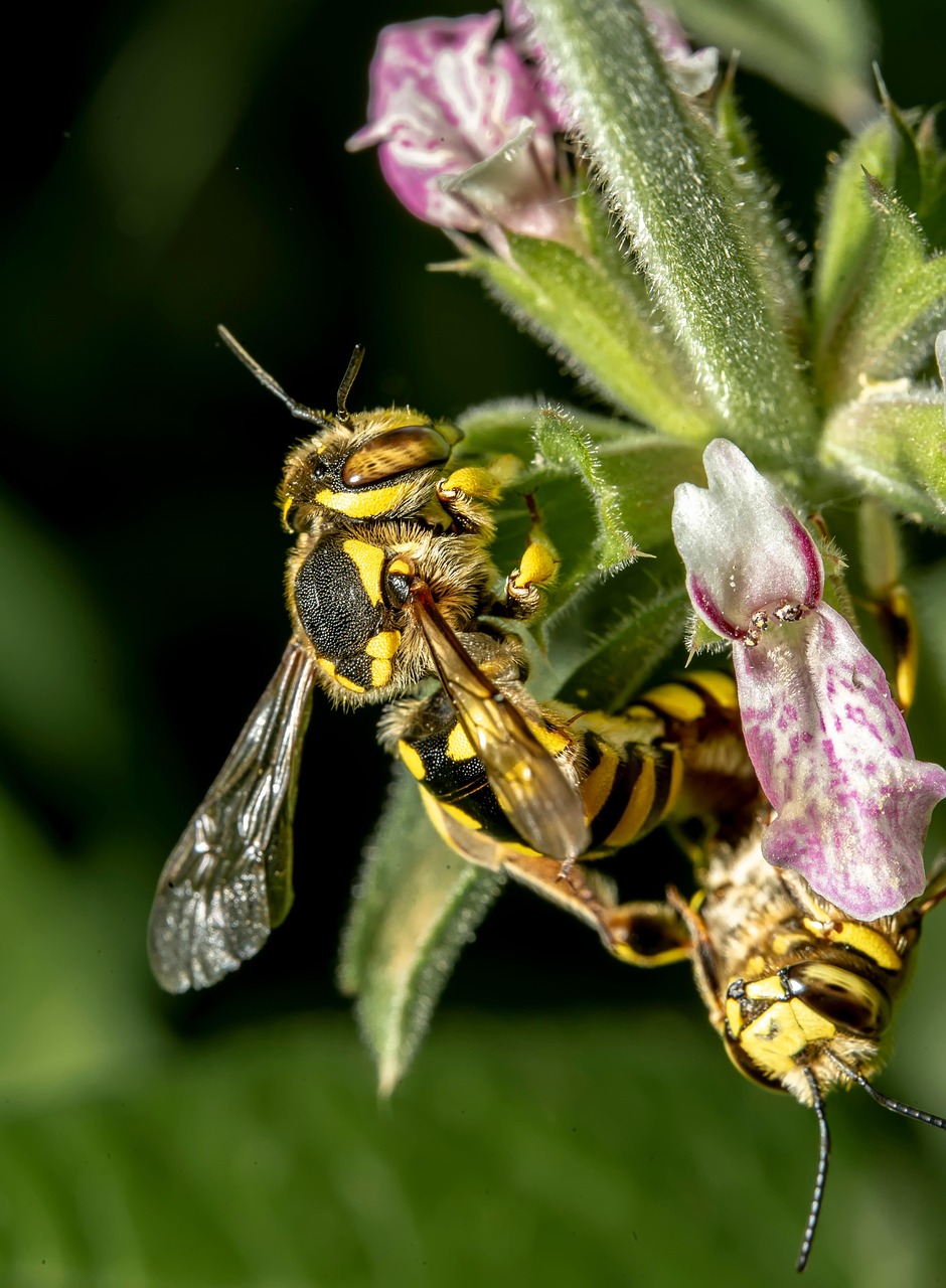 European Wool Carder Bees Insects - Free photo on Pixabay