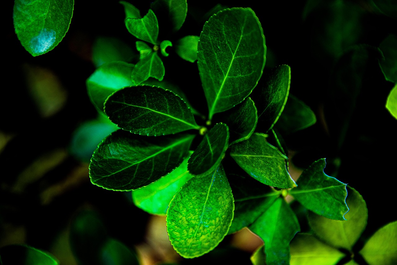 Natureza Folhas Planta - Foto gratuita no Pixabay - Pixabay