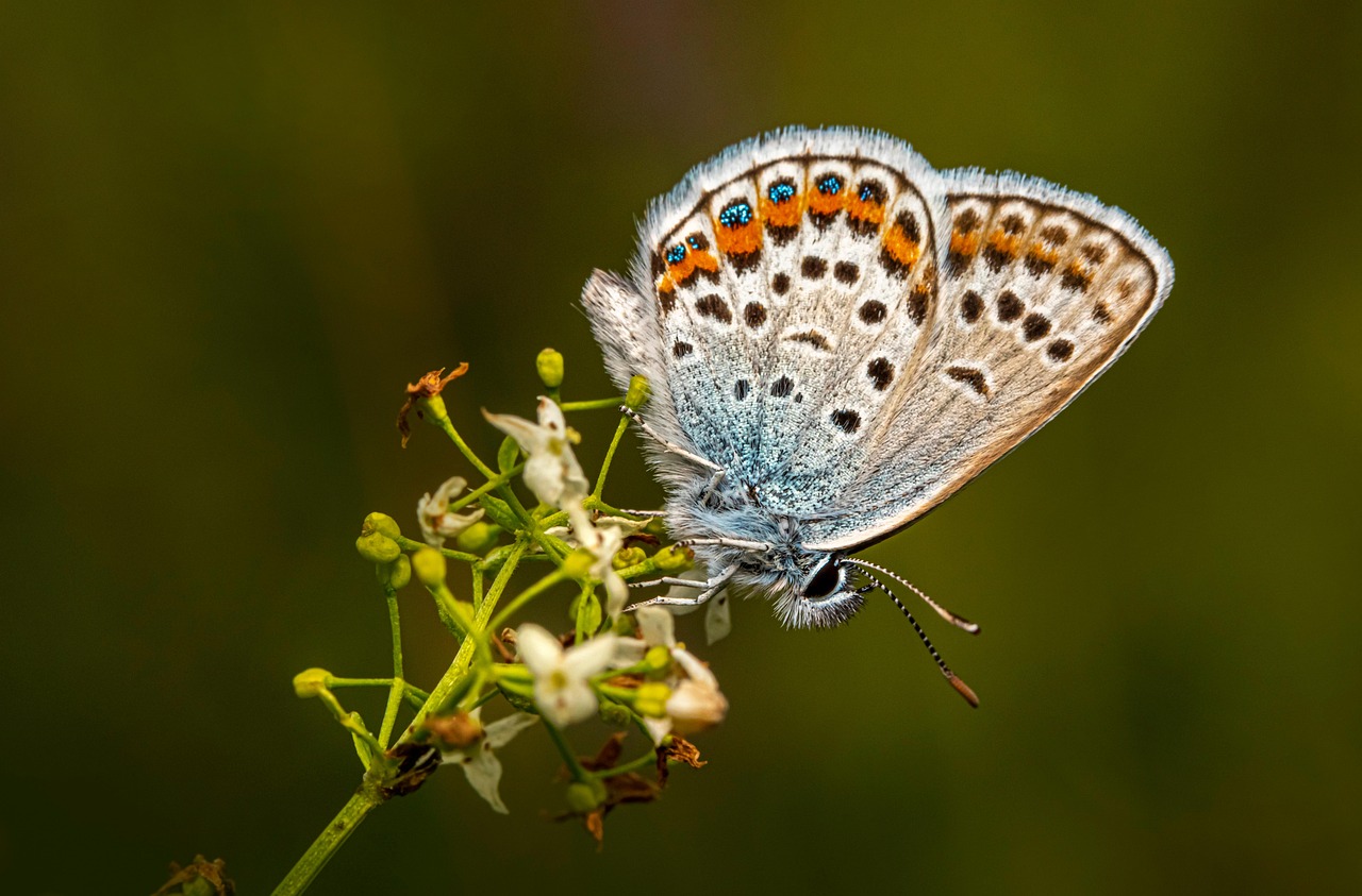 Mazarine Blue Butterfly Flower - Free photo on Pixabay