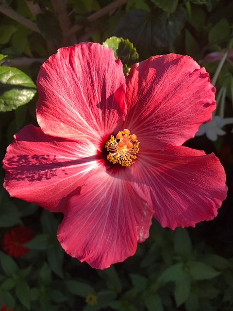 Gumamela Flower Summer - Free photo on Pixabay - Pixabay